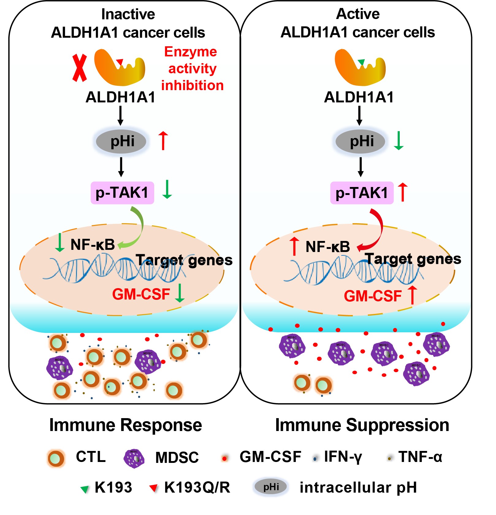 柳素玲团队等《Cancer Research》报道肿瘤干细胞标志物ALDH1A1通过重塑免疫微环境促进乳腺癌的新机制