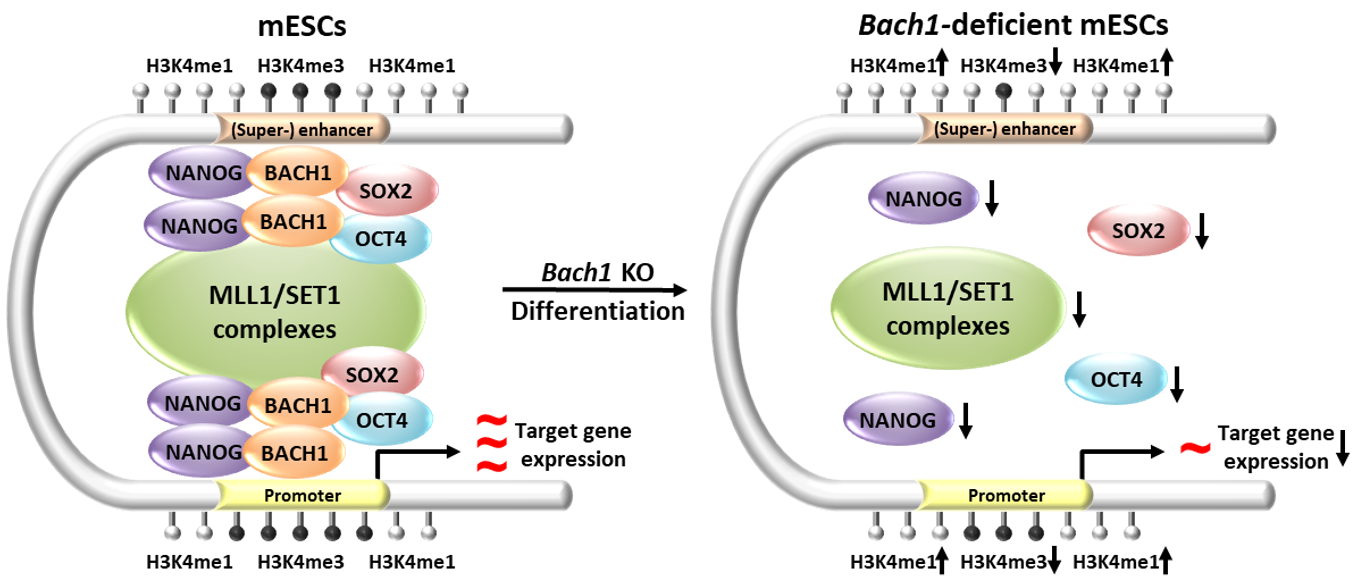 蓝斐团队与合作者《Nucleic Acids Research》揭示转录因子与表观遗传因子协同调控干细胞命运决定的机制