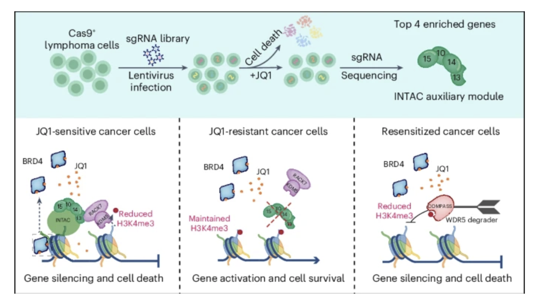 Nature Chemical Biology丨陈飞团队与合作者揭示INTAC复合物通过表观沉默介导BET抑制剂肿瘤敏感性的新机制