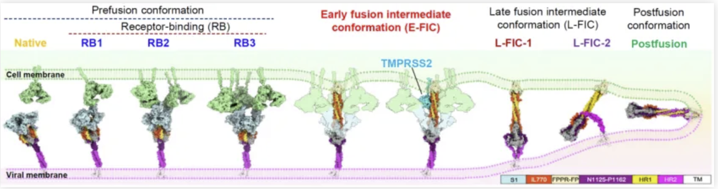 Cell | 孙蕾团队与合作者发现ACE2受体诱导的冠状病毒刺突蛋白早期融合中间态构象并设计高效双功能抗病毒药物