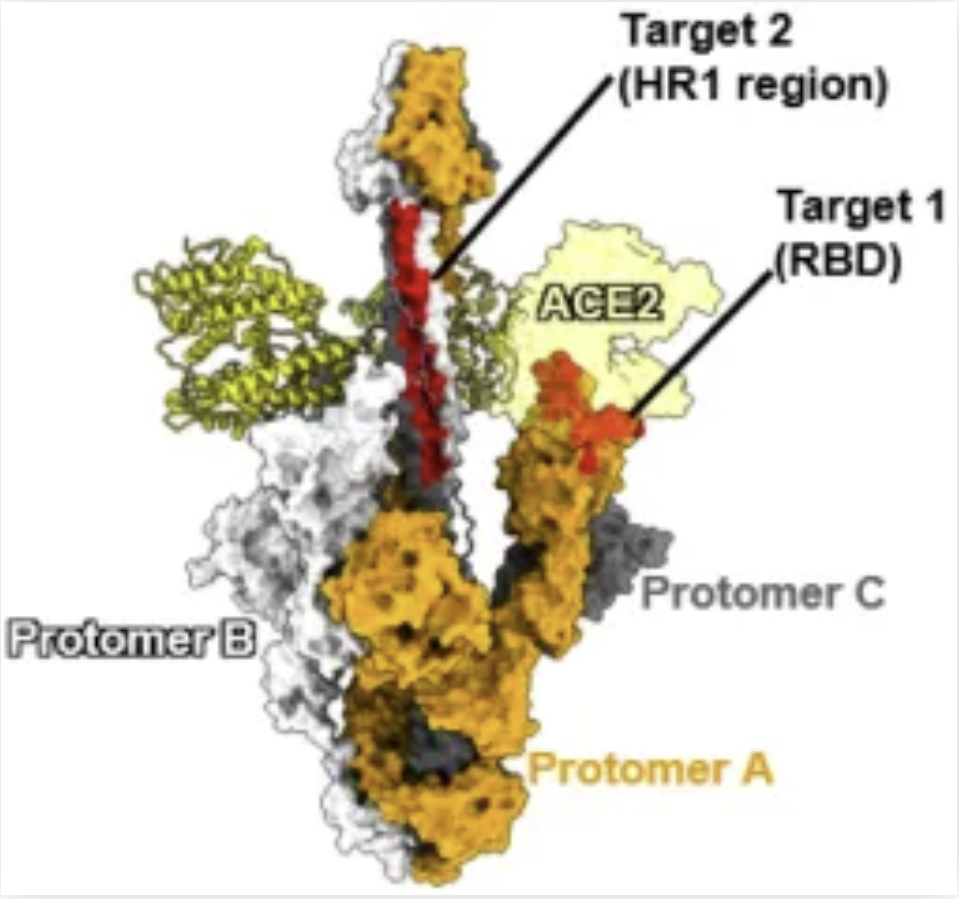 Cell | 孙蕾团队与合作者发现ACE2受体诱导的冠状病毒刺突蛋白早期融合中间态构象并设计高效双功能抗病毒药物