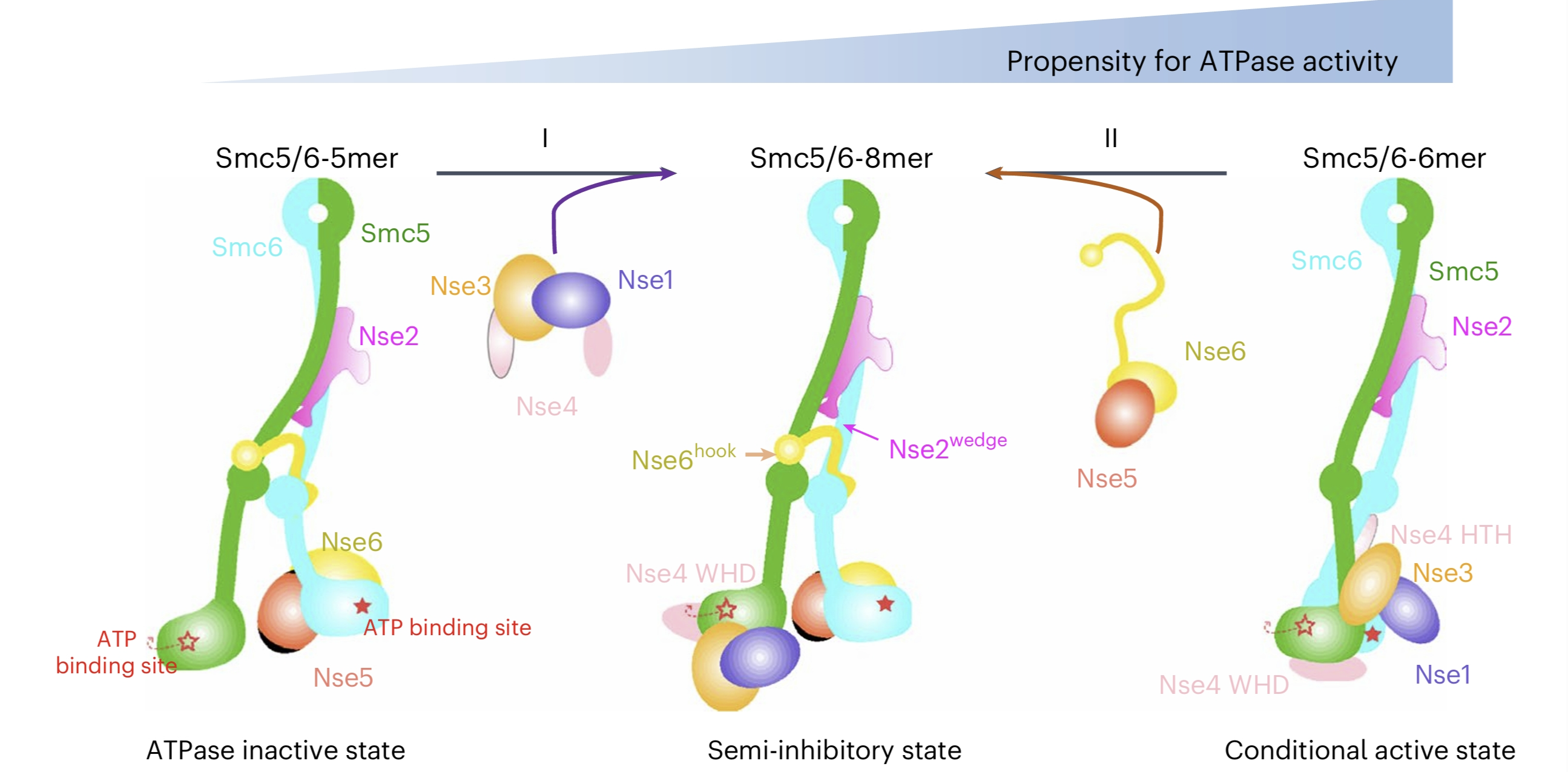 NSMB | 陈振国课题组与合作者揭示染色体结构维持复合物-Smc5/6的组装及调控机制