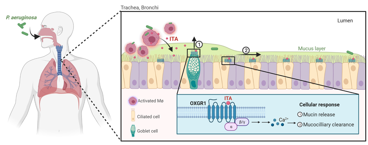 J Clin Invest丨叶丹团队发现特异性感知胞外衣康酸的G蛋白偶联受体OXGR1并揭示其在天然免疫中的作用