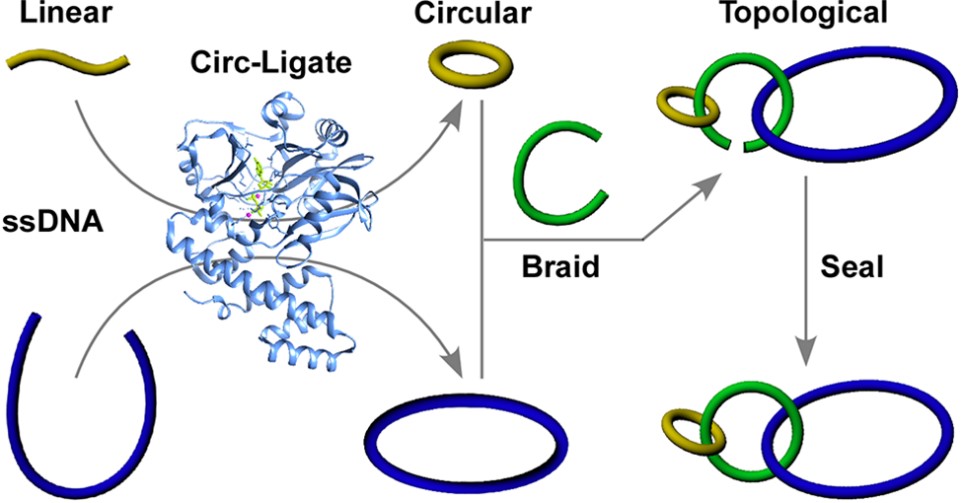 顾宏周团队开发利用环化酶高效制备DNA单环和拓扑结构的新技术