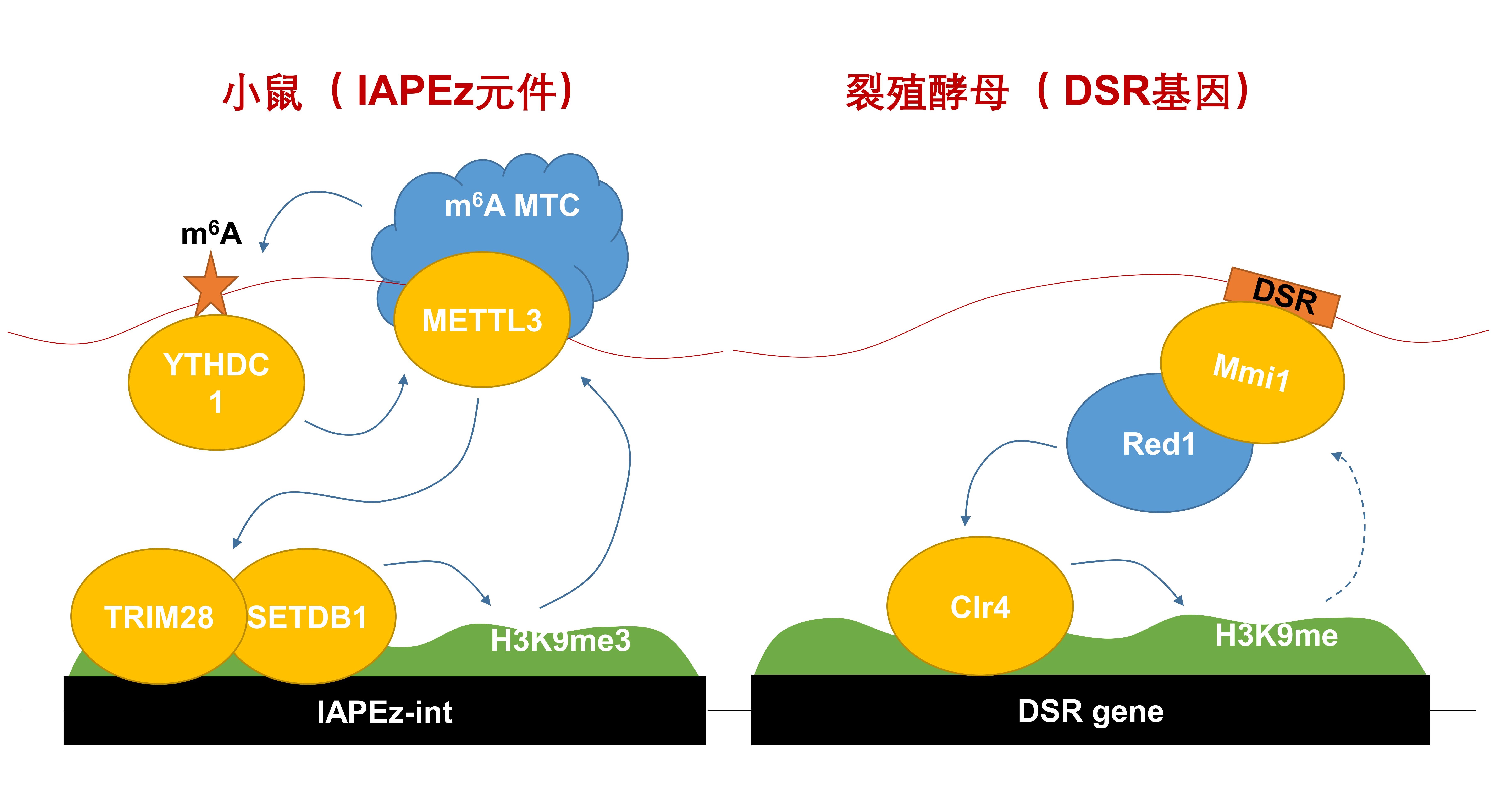 表观团队《Nature》报道METTL3调控小鼠胚胎干细胞异染色质形成机制