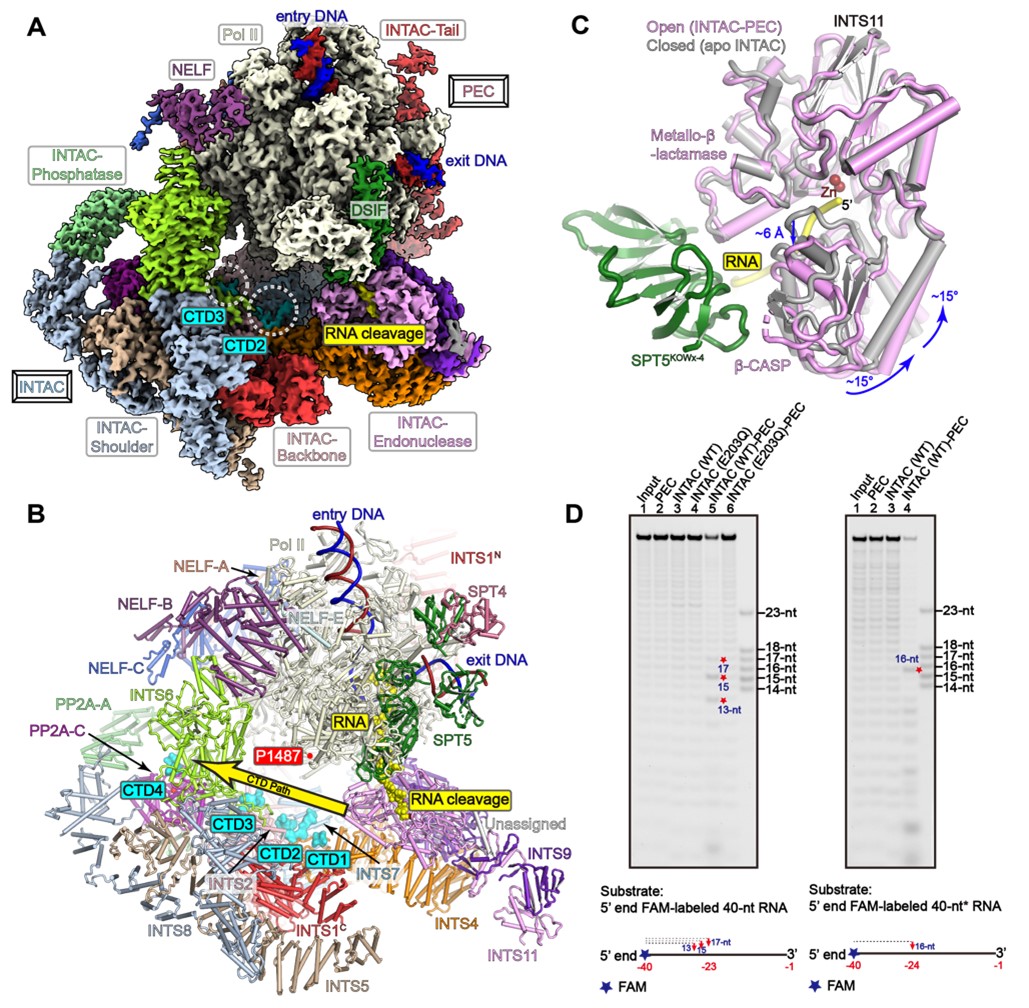 Protein & Cell｜徐彦辉团队揭示INTAC在启动子近端调控转录提前终止的分子机制
