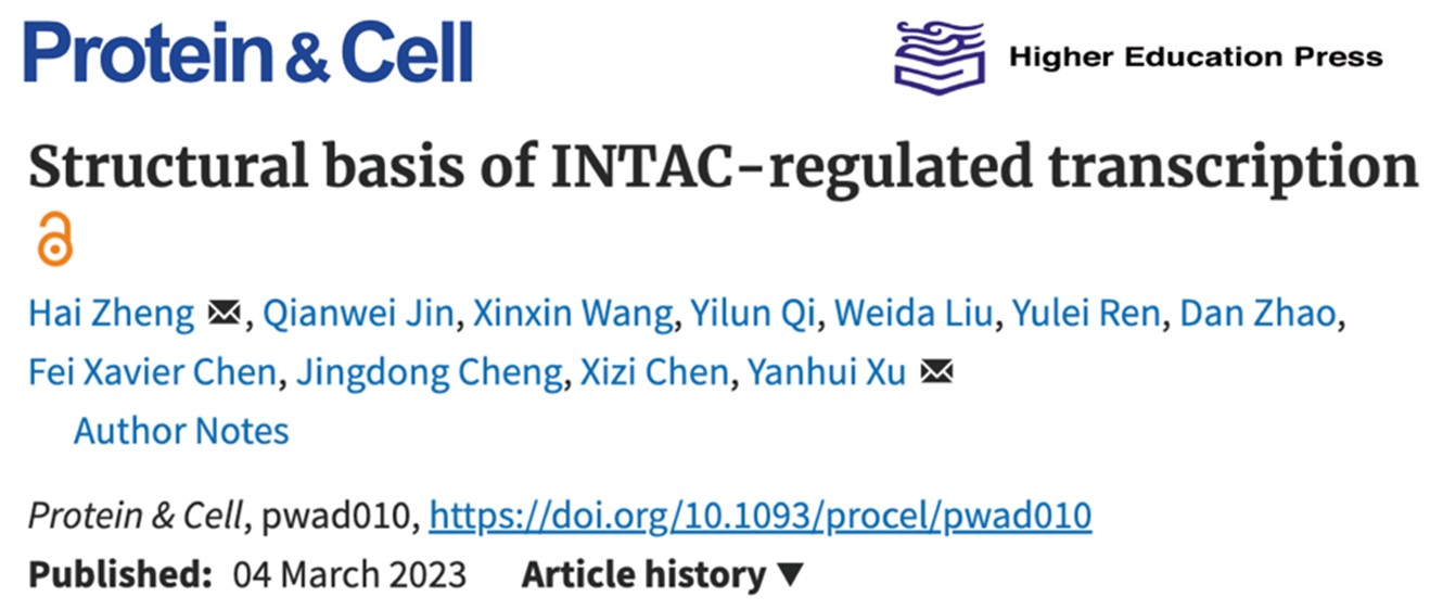 Protein & Cell｜徐彦辉团队揭示INTAC在启动子近端调控转录提前终止的分子机制