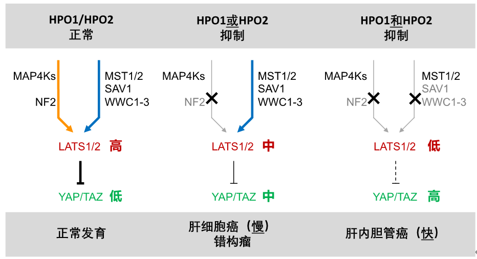 EMBO J | 余发星团队揭示Hippo信号通路分子新架构及功能调控新理论